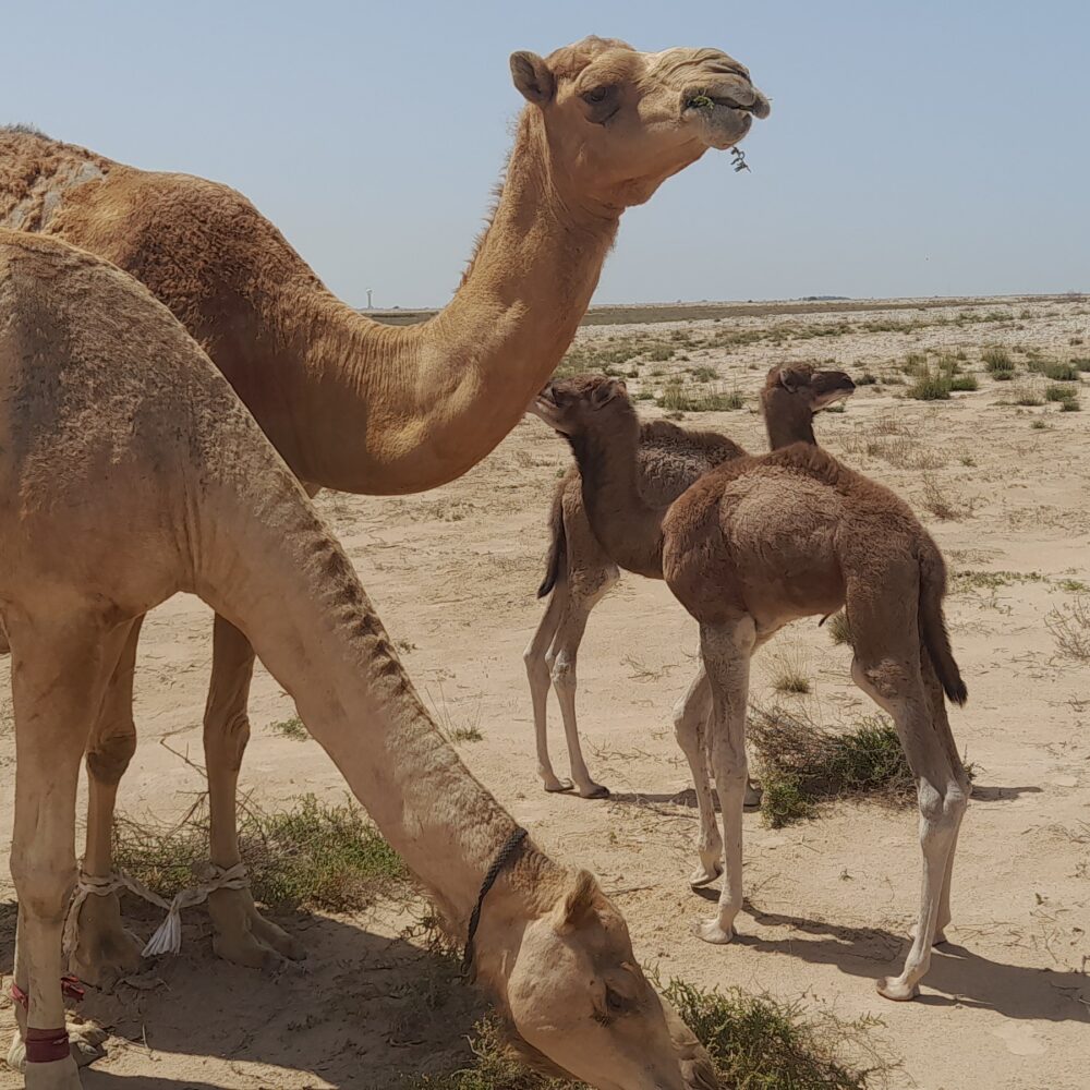 Discover Qatar with Our Expert Tours: Cultural, Adventure, and More ...